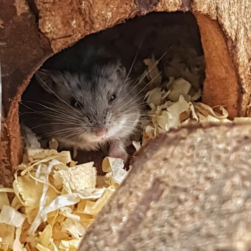 An Adorable Hamster Hiding in His House Under a Tree Stock Image ...