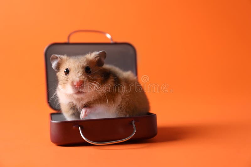 2,655 Hamster Sitting Photos - Free & Royalty-Free Stock Photos from ...