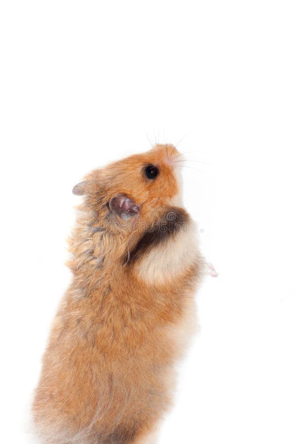 Standing hamster stock image. Image of pets, animal, whisker - 30079219