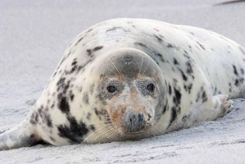 Adorable Harbor Seal Laying on the Sandy Beach Stock Image - Image of ...