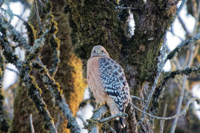 Adorable Hawk Perched on Tree Branch Stock Photo - Image of species ...