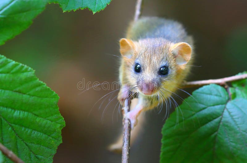 Adorable Hazel Dormouse in Summer Stock Photo - Image of mammal ...