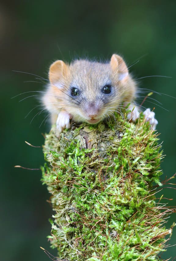 Adorable Hazel Dormouse in Summer Stock Photo - Image of nature, animal ...