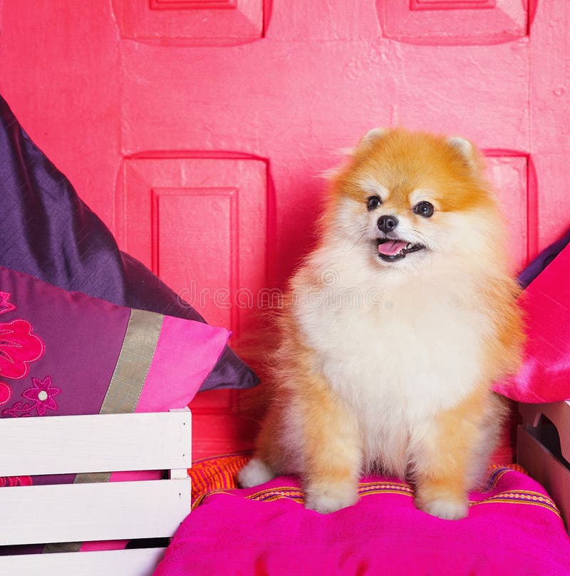 Adorable High Bred Spitz Dog Stock Photo - Image of present, animals ...