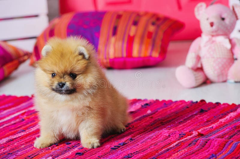 Adorable High Bred Spitz Puppy Stock Image - Image of pink, baby: 70250027