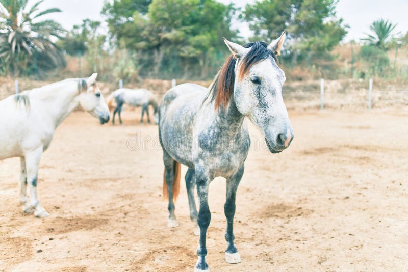 Adorable Horses at the Farm Stock Photo - Image of equine, equestrian ...