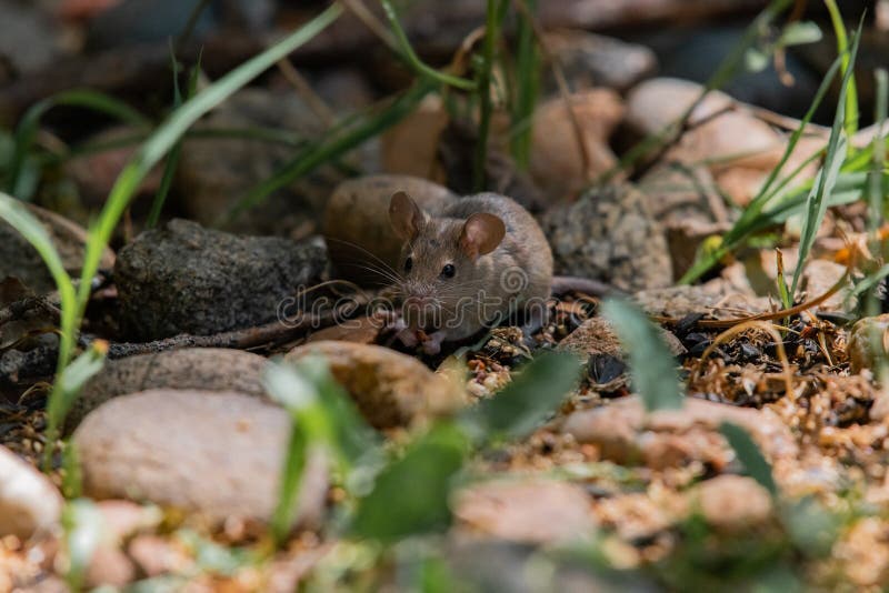 A House Mouse Eating stock image. Image of feeding, droppings - 162238885