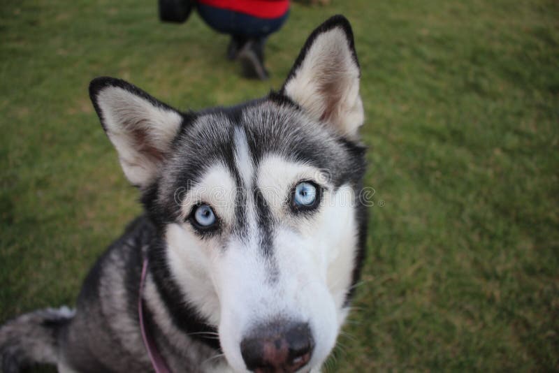 Adorable Husky Eyes. Dog Look Eyes Husky. Stock Photo - Image of ...