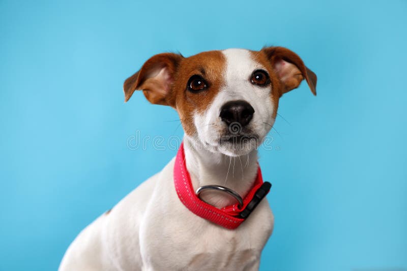 Adorable Jack Russell Terrier with Collar on Light Blue Background ...