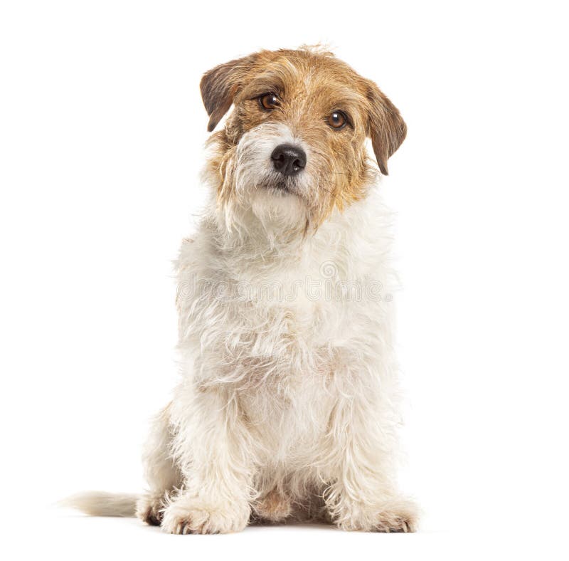 Adorable Jack Russell Terrier Sitting and Looking Curious on White ...