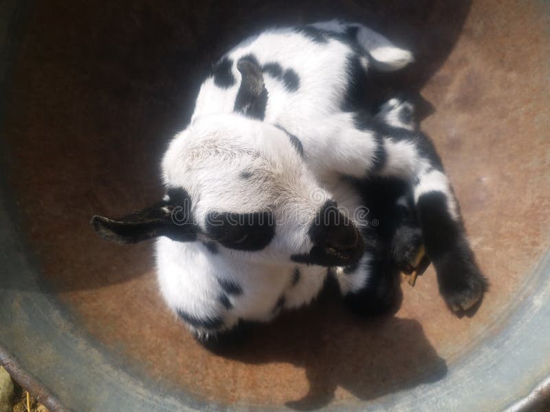 An Adorable Kid Sitting in a Boat Stock Image - Image of sitting, goat ...