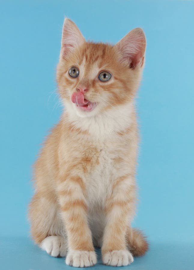 Adorable kitten stock photo. Image of playing, mammal - 15088282