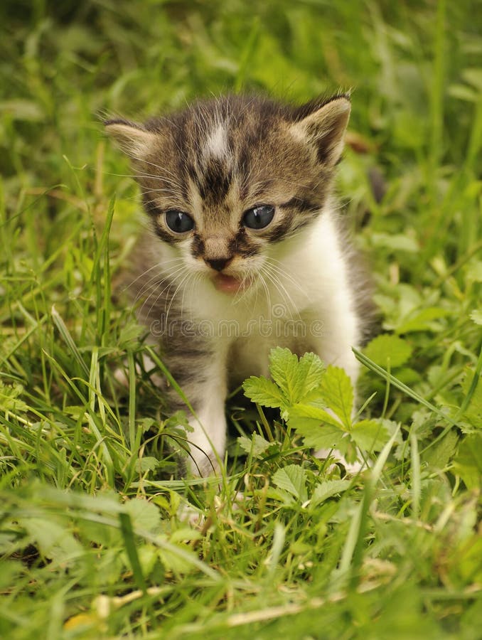 Adorable kitten stock photo. Image of healthy, sweet - 28765992