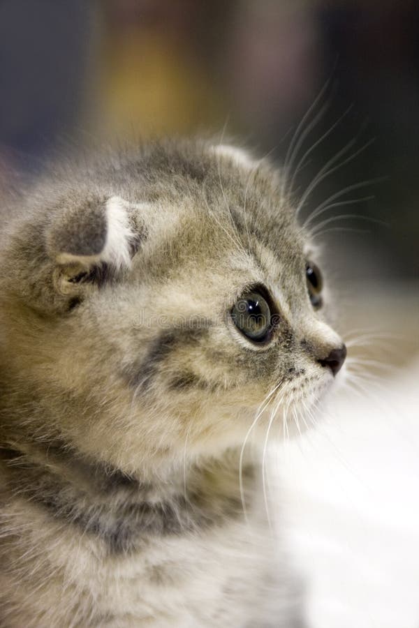 Adorable Kitten stock image. Image of lovable, pedigree - 9251313