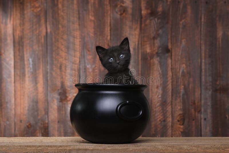 Adorable Kitten in Halloween Cauldron on Wood Background Stock Photo ...