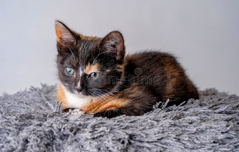 Adorable Kitten Lying on the Carpet Stock Image - Image of furry ...