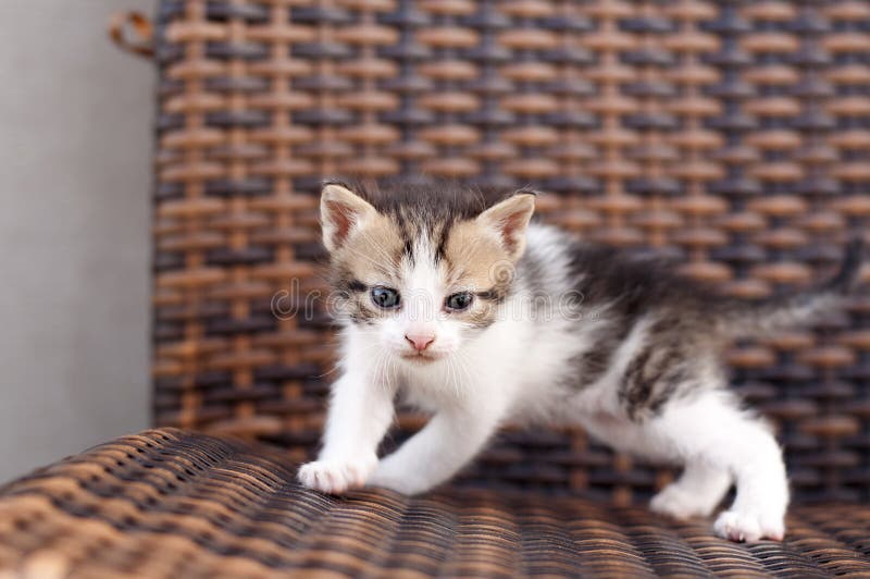 Adorable kitten stock image. Image of cute, cutest, cuteness - 40644683