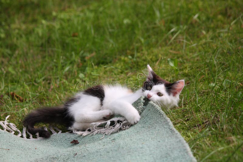 Adorable Kitten Playing on the Rug Stock Photo - Image of hunt, lucky ...