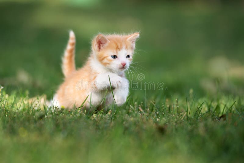 Adorable Kitten Running on Grass Stock Photo - Image of beautiful ...