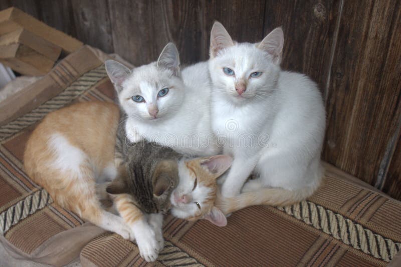 Kitties stock image. Image of born, july, sunset, evening - 102764659