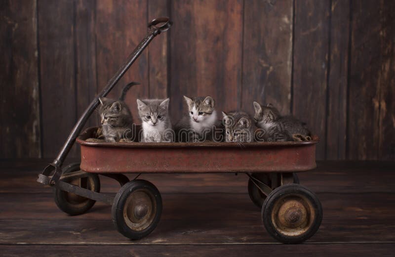 5 Adorable Kittens in a Rusty Wagon Stock Photo - Image of vintage ...