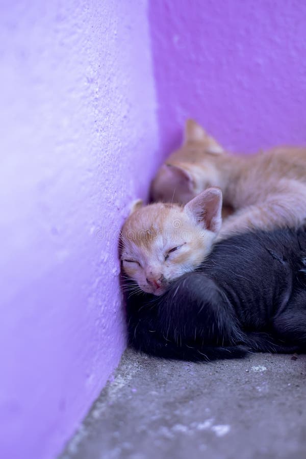 Adorable Kittens Sleeping Near a Wall Stock Image - Image of lying ...