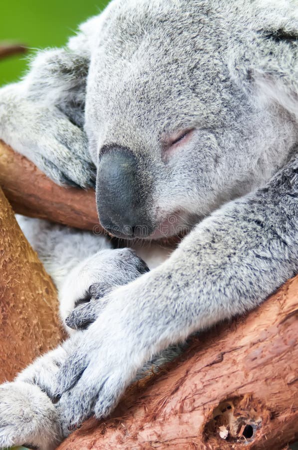 Adorable Koala Bear Taking a Nap Sleeping Stock Photo - Image of ...