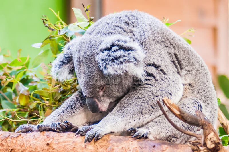 Adorable Koala Bear Taking a Nap Sleeping Stock Photo - Image of taking ...