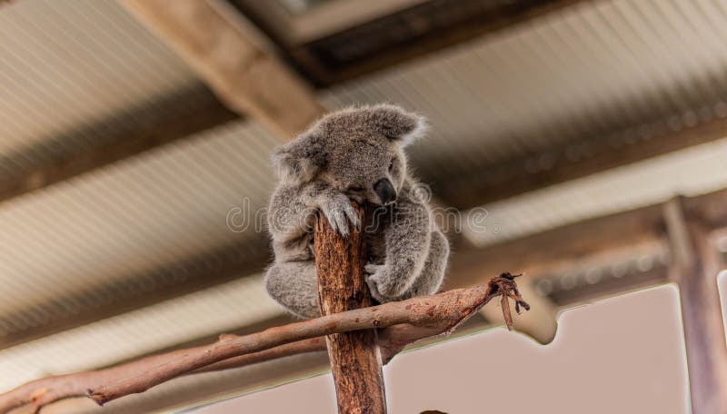 Adorable Koala Peacefully Taking a Nap in a Tree, with Its Head Resting ...