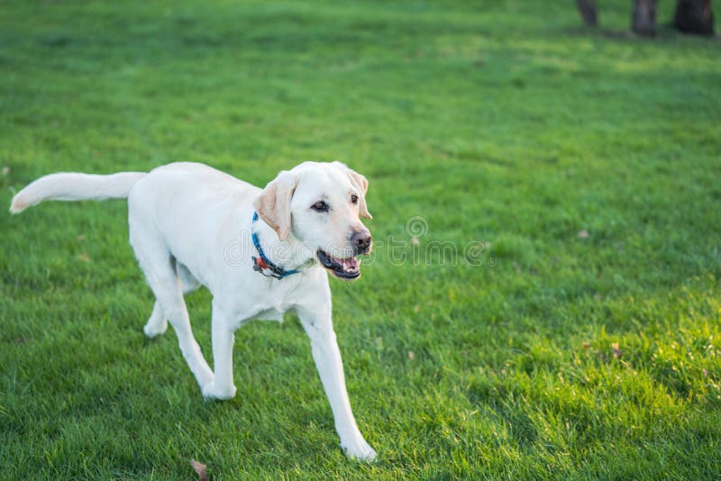 Adorable Labrador Dog Playing on a Field Stock Image - Image of leash ...