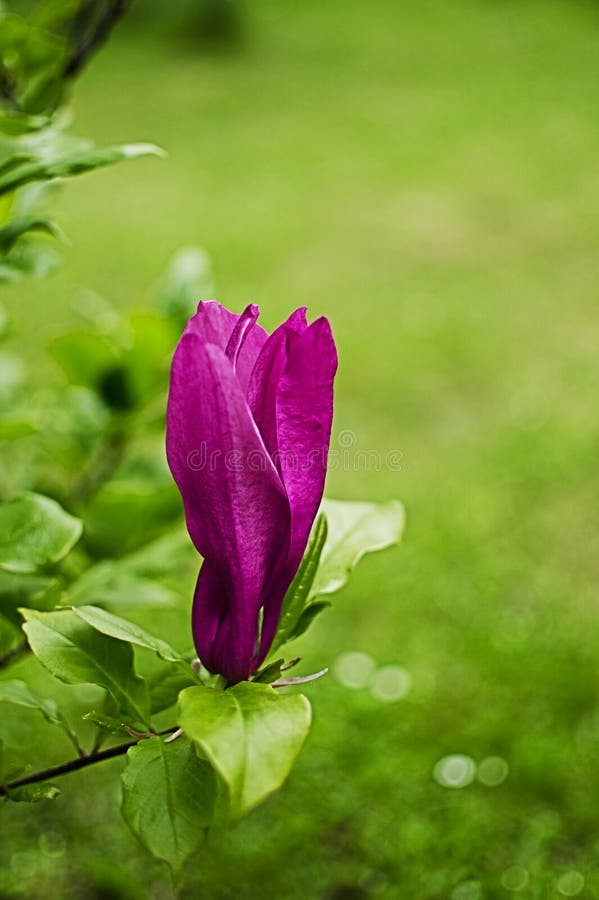 Adorable Large Magnolia Flowers Bloom Stock Image - Image of closeup ...