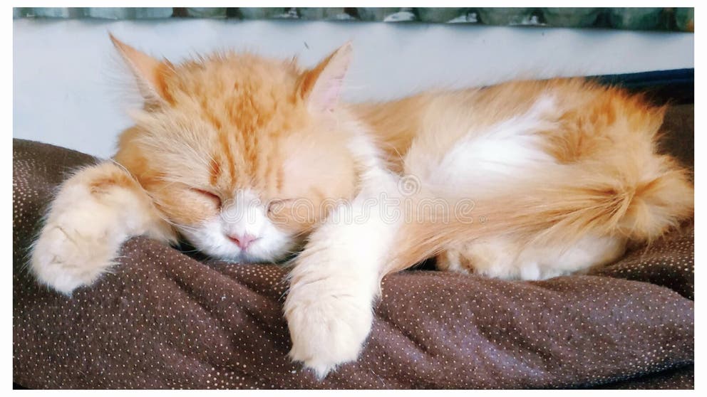 Adorable Lazy Cat Sleeping during the Day Stock Photo - Image of ...