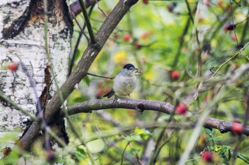 Adorable Little Bird on Tree in Spring Stock Image - Image of sunny ...