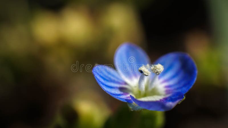 Adorable Little Blue Flower, Beautiful Spring Nature Stock Photo ...