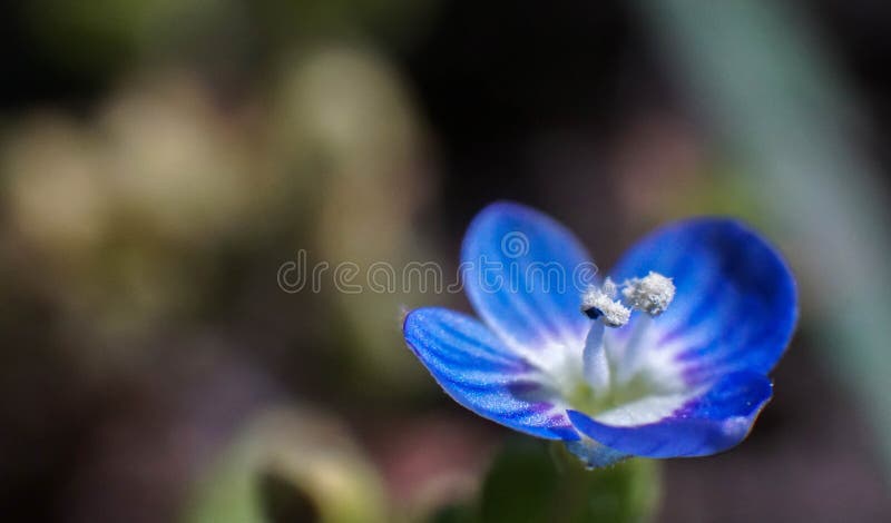 Adorable Little Blue Flower, Beautiful Spring Nature Stock Image ...