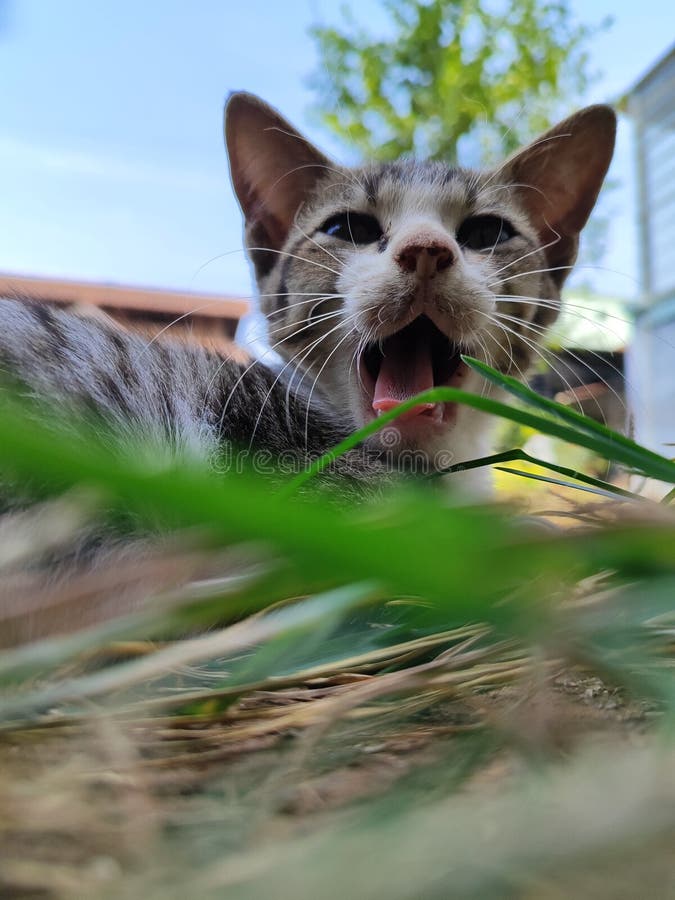 The Adorable Little Cat Roared Stock Photo - Image of cute, adorable ...