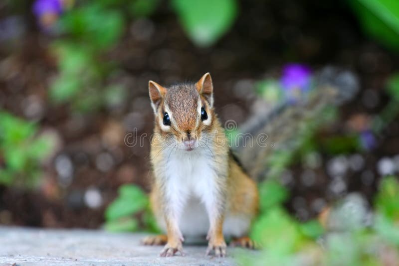 1,378 Cute Adorable Little Chipmunk Stock Photos - Free & Royalty-Free ...