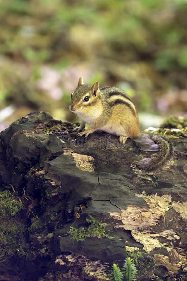 Adorable Little Chipmunk stock image. Image of cute - 166899157