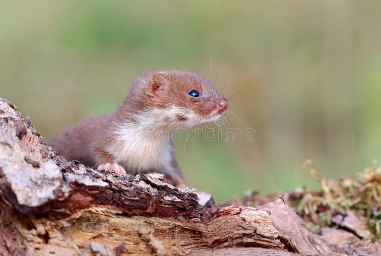Adorable Little Common Weasel in Summer Stock Image - Image of swift ...