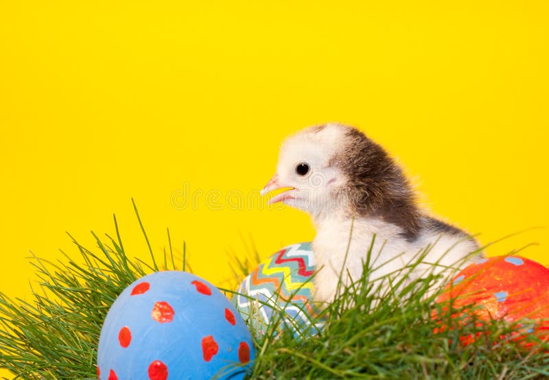 Adorable Little Easter Chick in Grass Stock Photo - Image of stripes ...