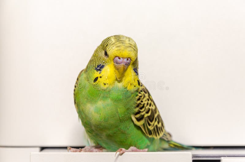 Adorable Little Green Wavy Parrot Stock Photo - Image of budgerigar ...