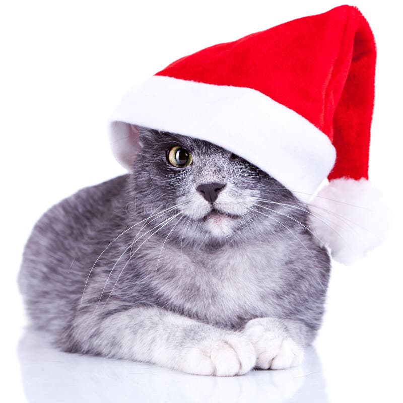 Cat in Christmas stocking stock photo. Image of banner - 35461442