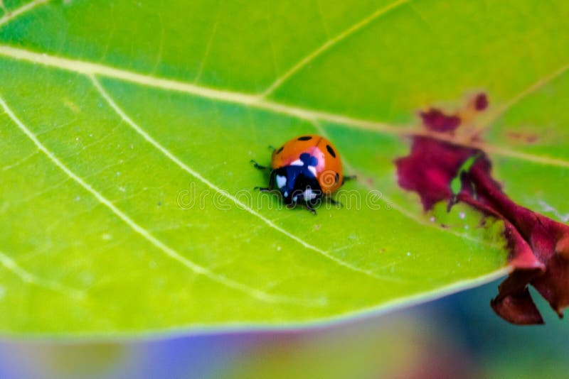 Adorable Little Lucky Lady Bug Stock Photo - Image of lucky, little ...
