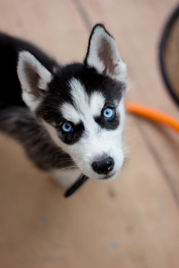 Adorable Little Puppy of Husky Portrait. Stock Photo - Image of view ...