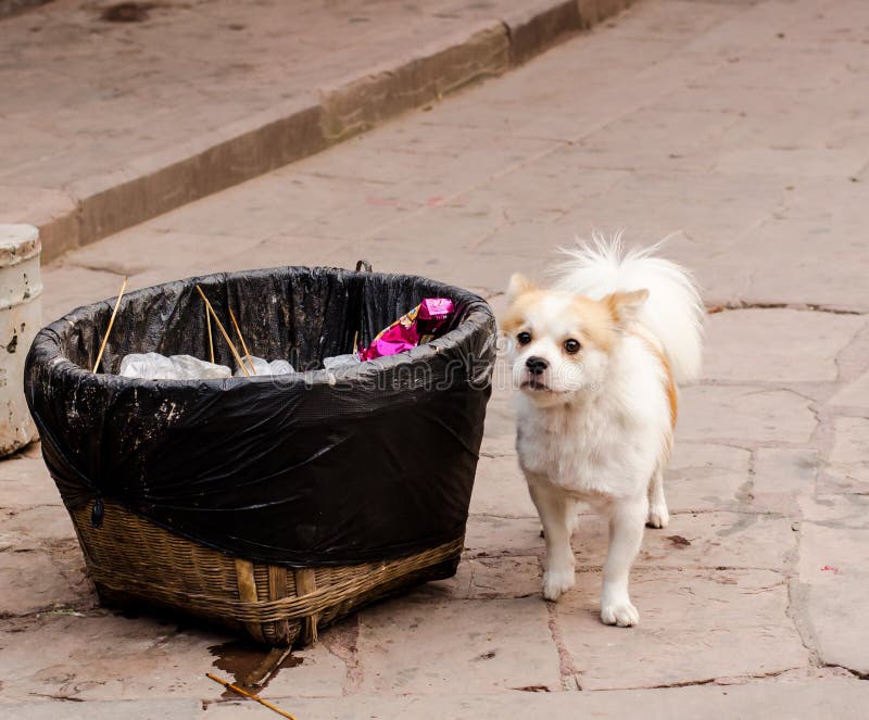 380 Funny Garbage Can Stock Photos - Free & Royalty-Free Stock Photos ...