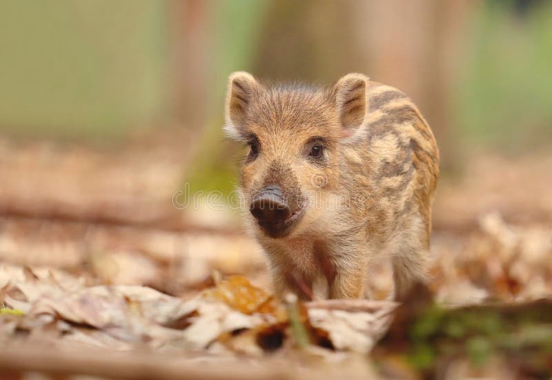 Adorable Little Wild Boar Piglet in Forest Stock Photo - Image of ...