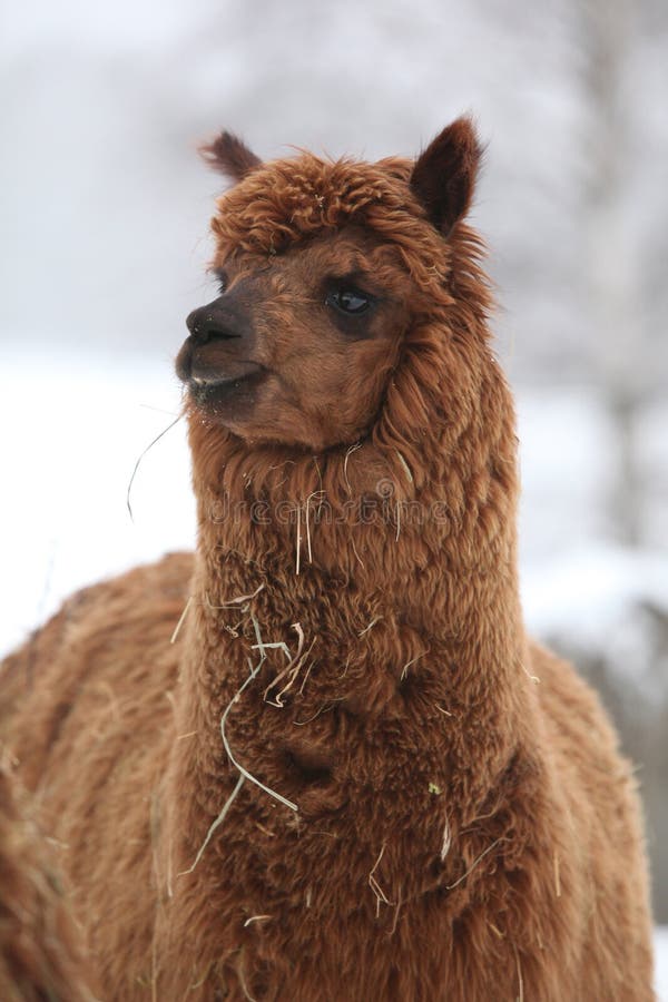 Adorable llama in winter stock image. Image of llama - 112808943
