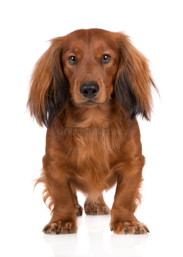 225 Standard Long Haired Dachshund Photos - Free & Royalty-Free Stock ...
