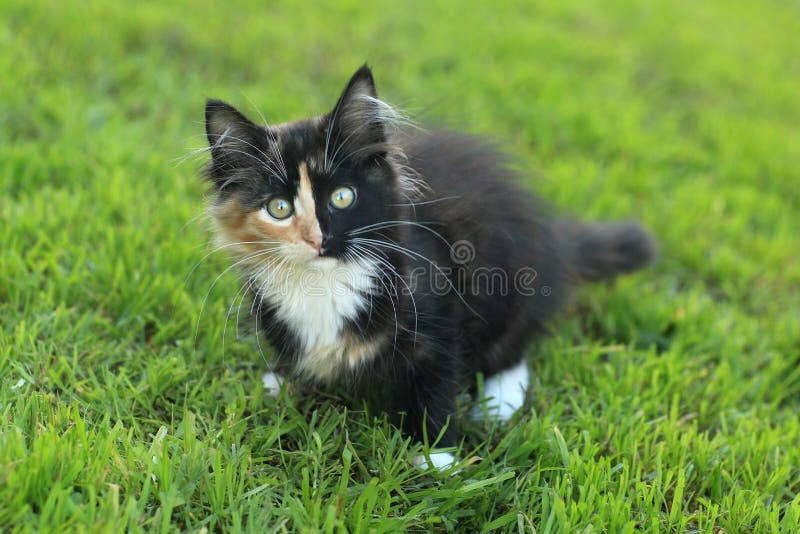 Adorable Long Haired Domestic Kitten with a Split Face Stock Photo ...