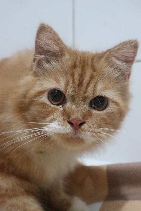 Adorable and Lovely Angora Cat Stock Image - Image of cute, fluffy ...